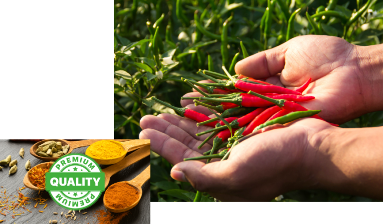 Minar Spices – Minar Spices